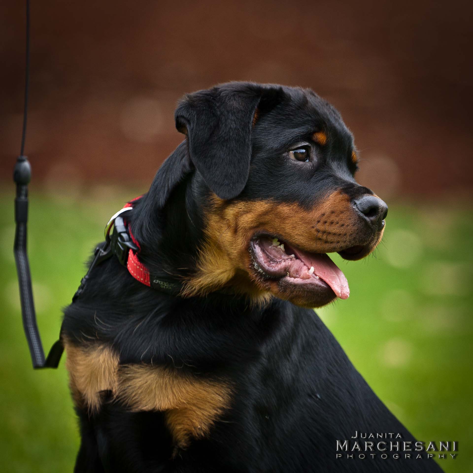 STAHLGRIFF ROTTWEILERS